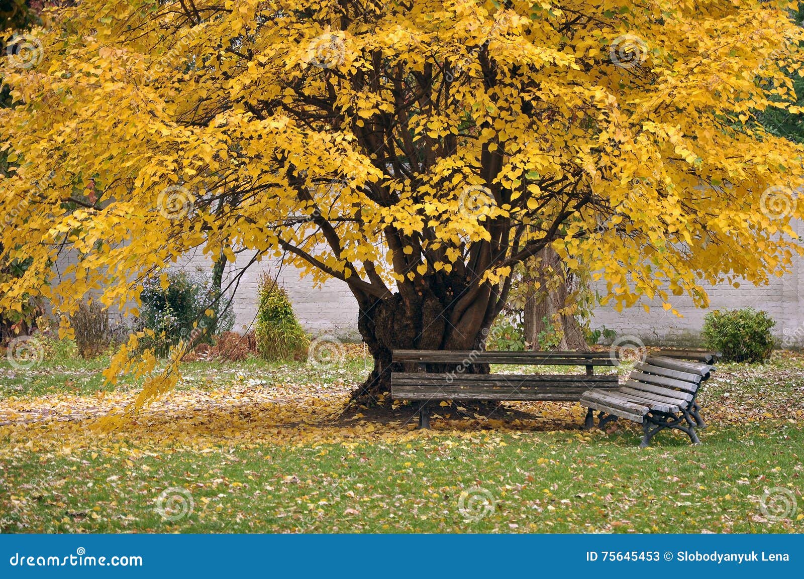 Bench Under a Large Tree, Yellow Leaf Stock Image - Image of ...