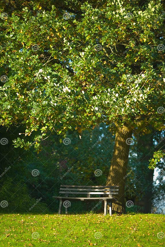Bench under Oak stock photo. Image of idyllic, tree, landscape - 8483018