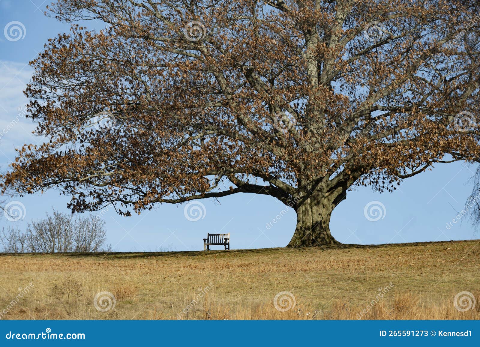 Bench under old oak tree stock image. Image of hillside - 265591273