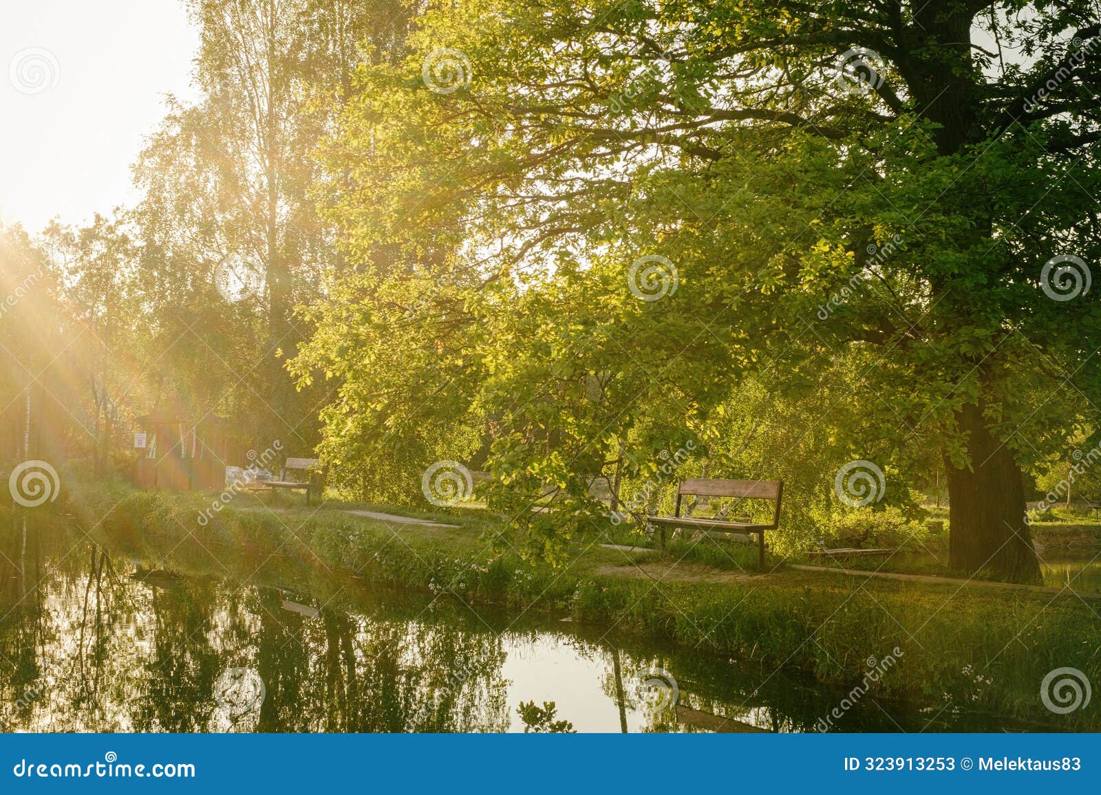 Bench Under an Old Oak Tree on the Shore of a Pond Stock Image - Image ...