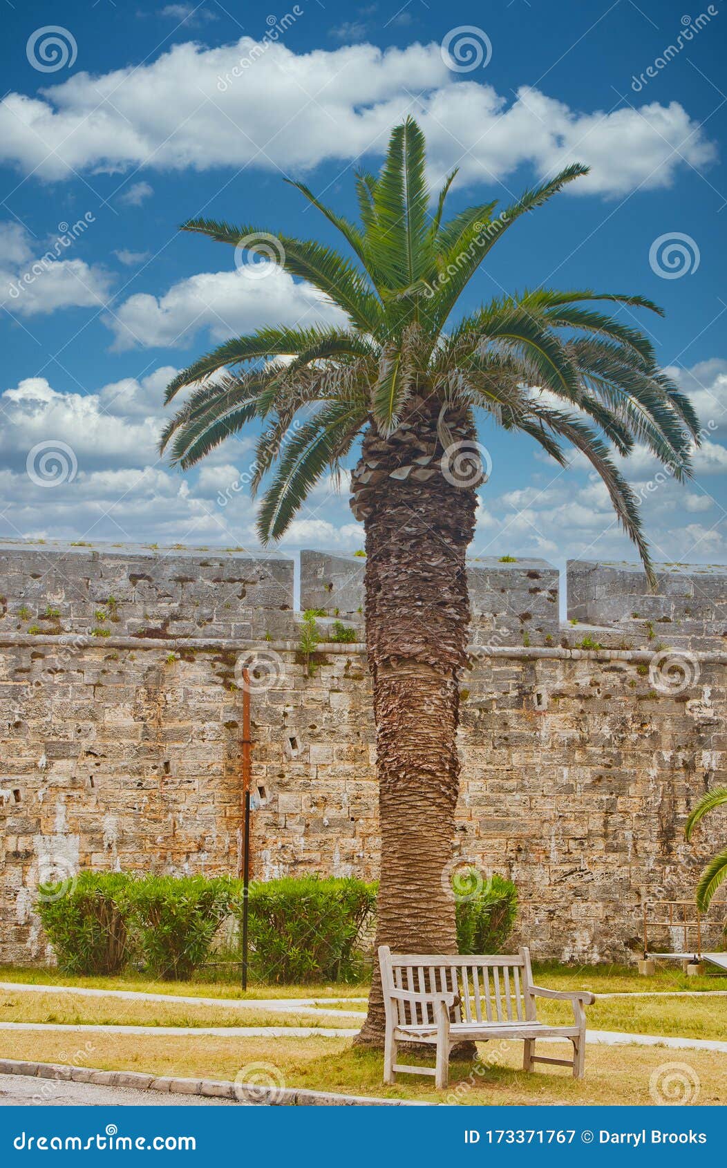 Bench Under Palm Tree and Stone Wall Stock Image - Image of travel ...