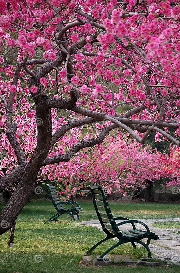 Bench Under Peach Tree in Spring Stock Photo - Image of pink, place ...