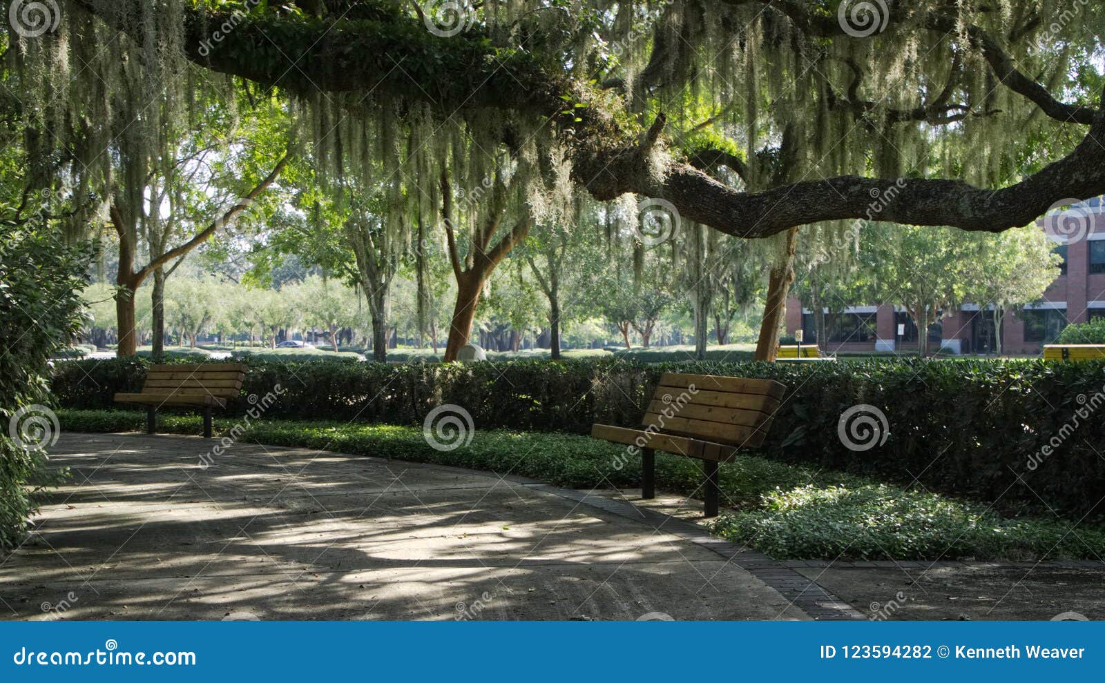 Bench Under Large Live Oak Tree Stock Photo - Image of tillandsia, park ...