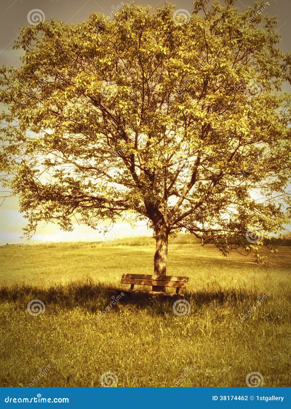 Bench under a tree (8) stock photo. Image of rural, bavaria - 38174462