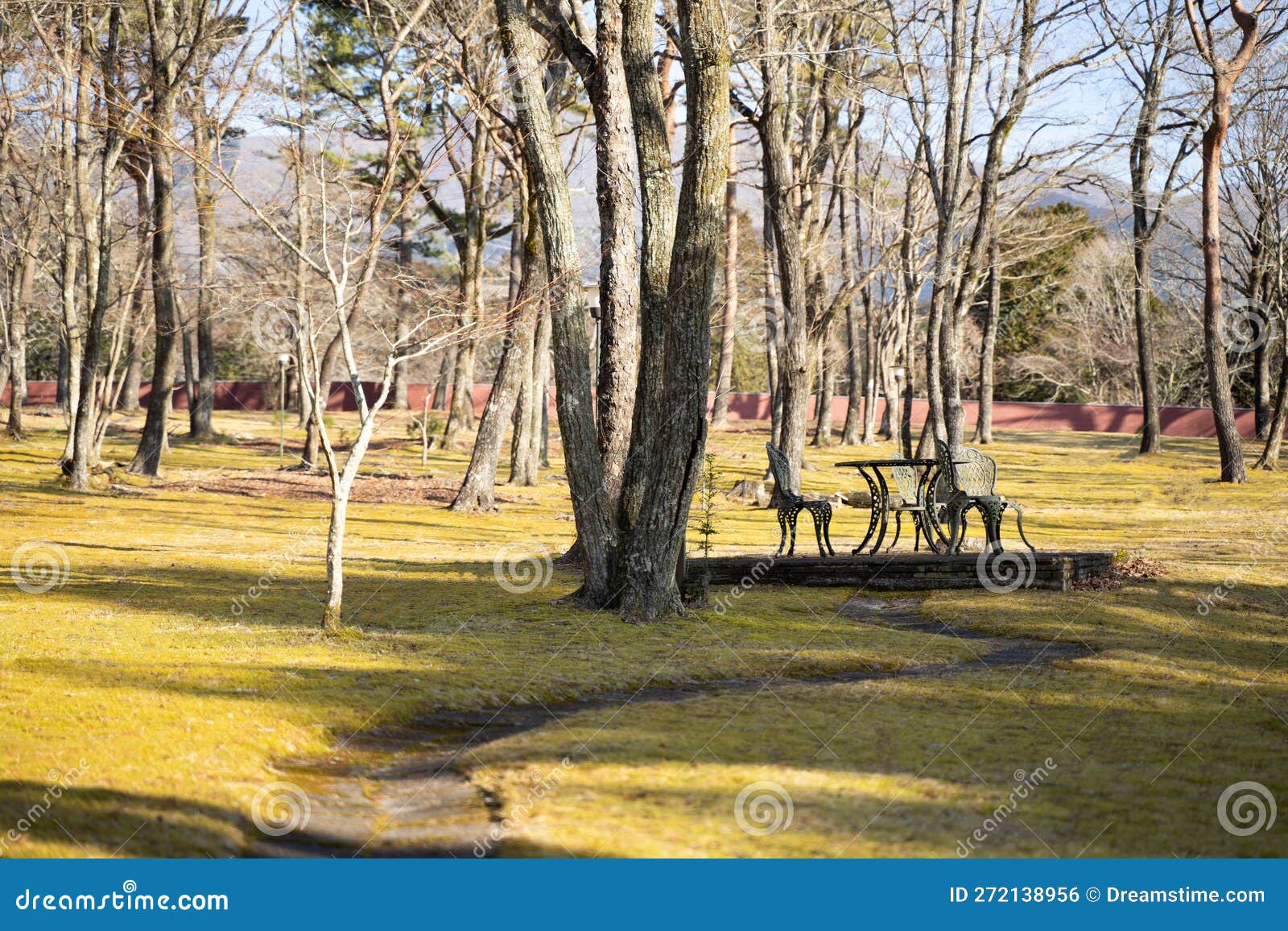 Bench Under the Tree in the Garden There is Sunshine of Autumn Stock ...