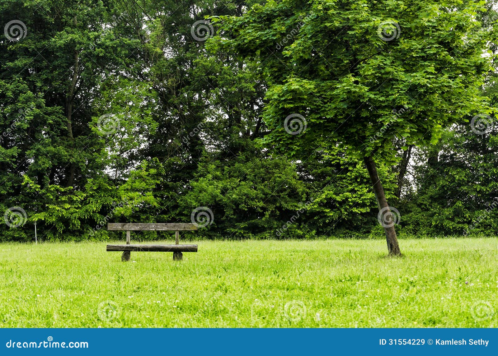 Bench under a Tree stock image. Image of beautiful, surrounding - 31554229