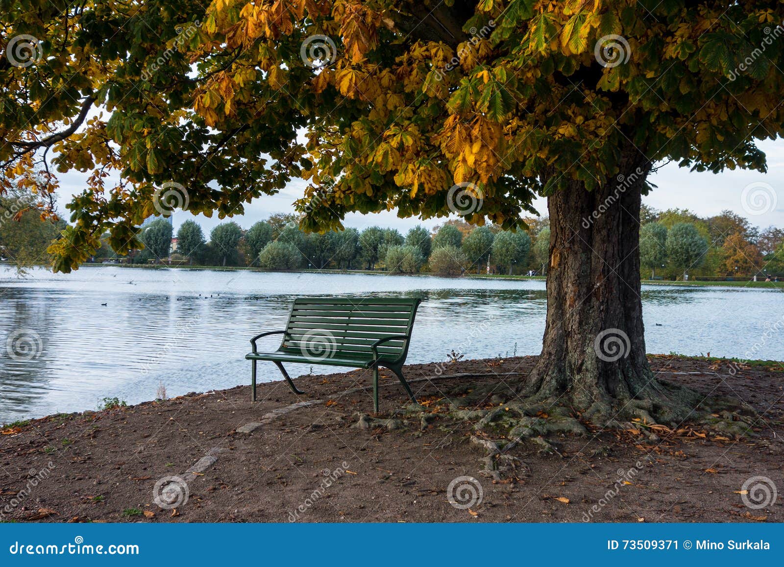 Bench under tree near lake stock image. Image of blue - 73509371