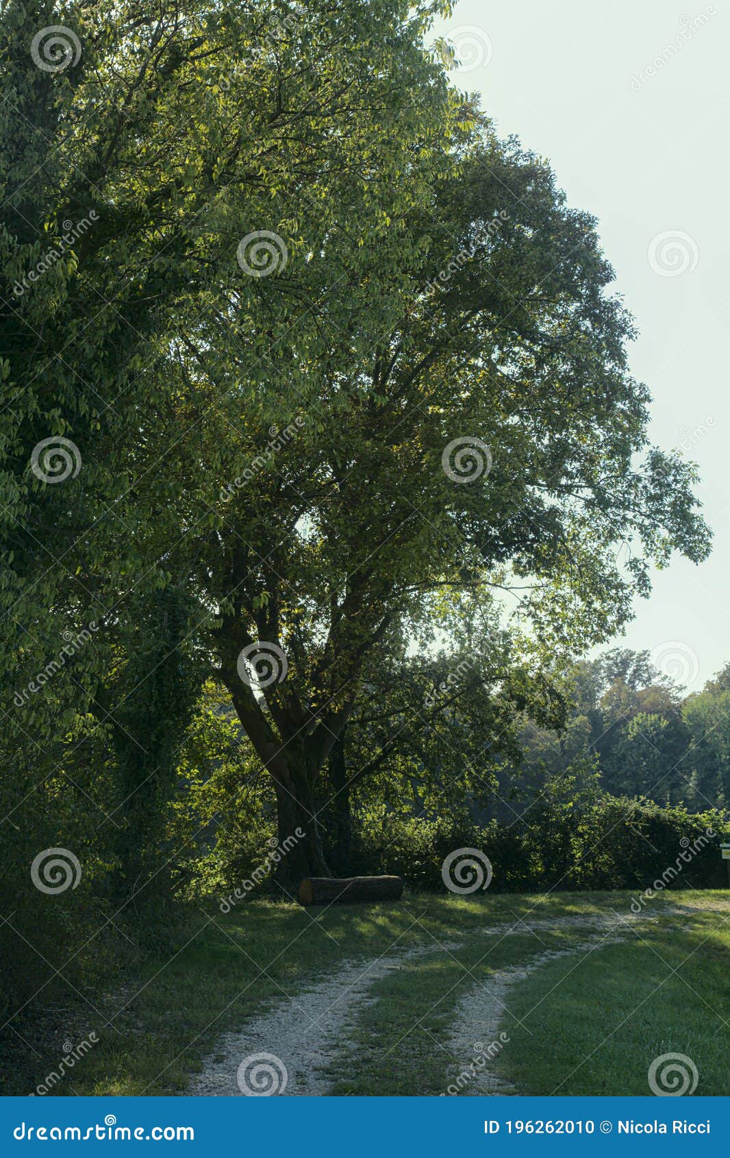 A Bench Under a Tree Next To a Path in the Countryside Stock Photo ...