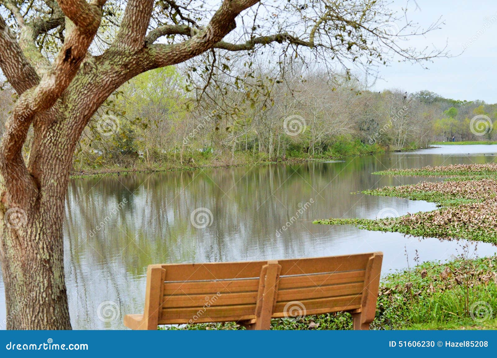 Bench Under a Tree Overlooking a Lake Stock Photo - Image of outdoors ...
