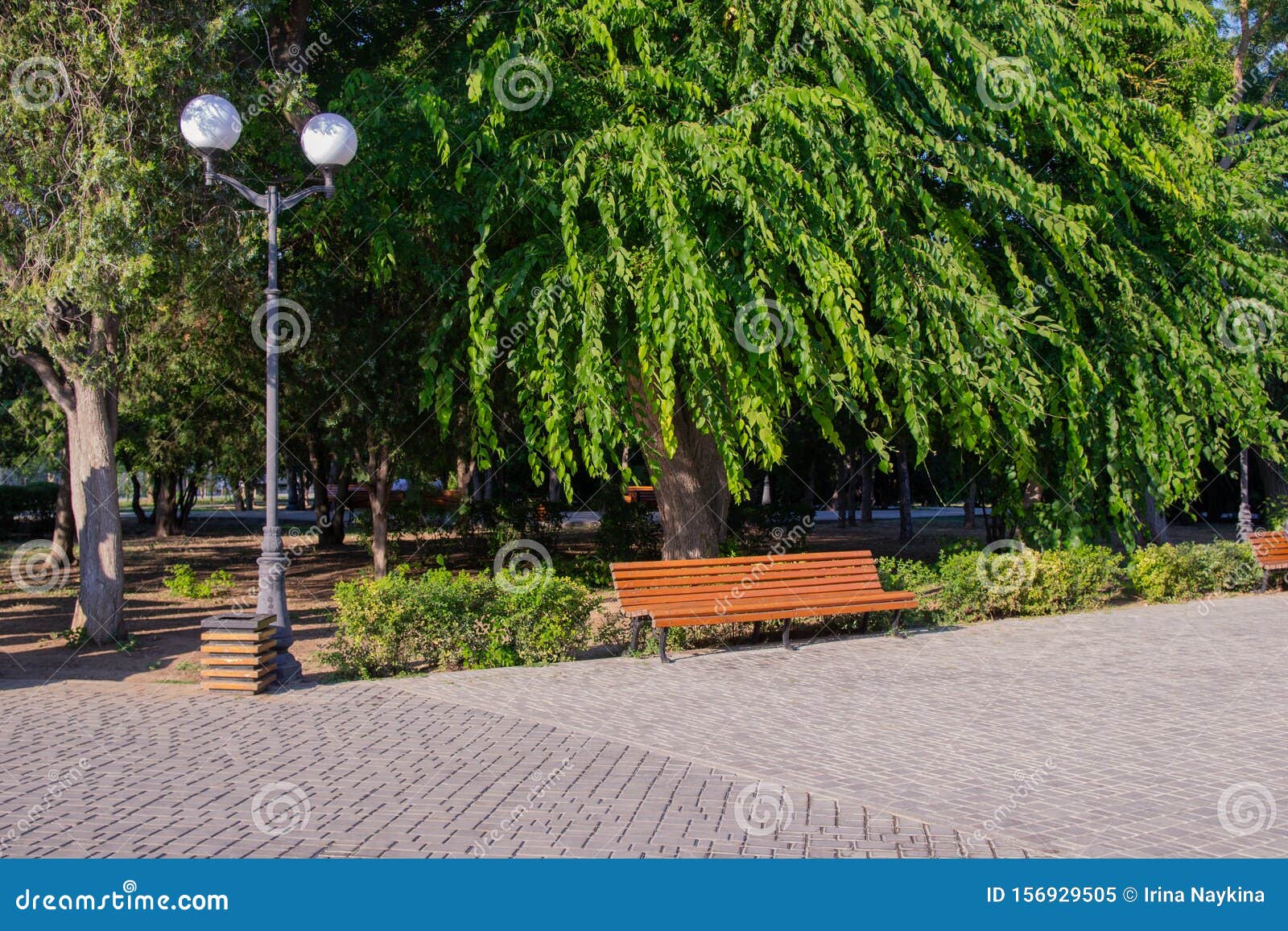 Bench Under a Tree in the Park. Stock Image - Image of sunlight, garden ...