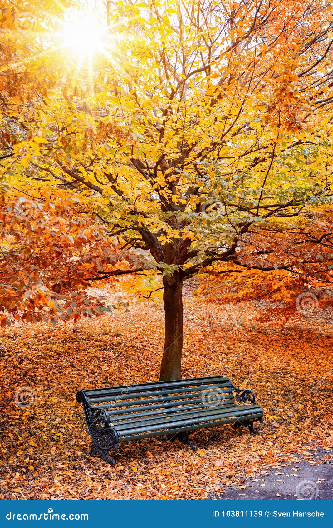 Bench Under a Tree in a Park Stock Image - Image of maple, green: 103811139