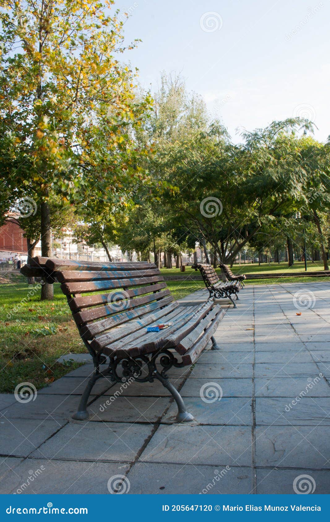 Bench Under a Tree in the Park Stock Photo - Image of park, foliage ...