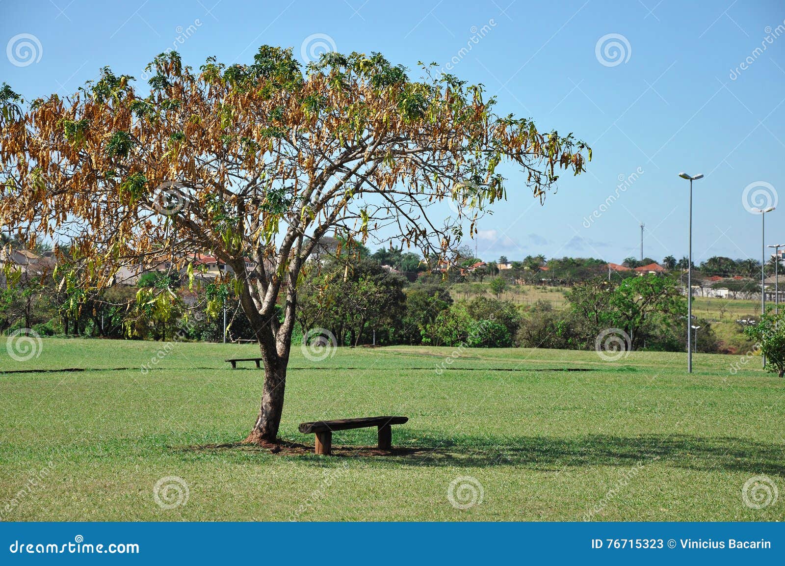 Bench under tree shade stock image. Image of trees, forest - 76715323