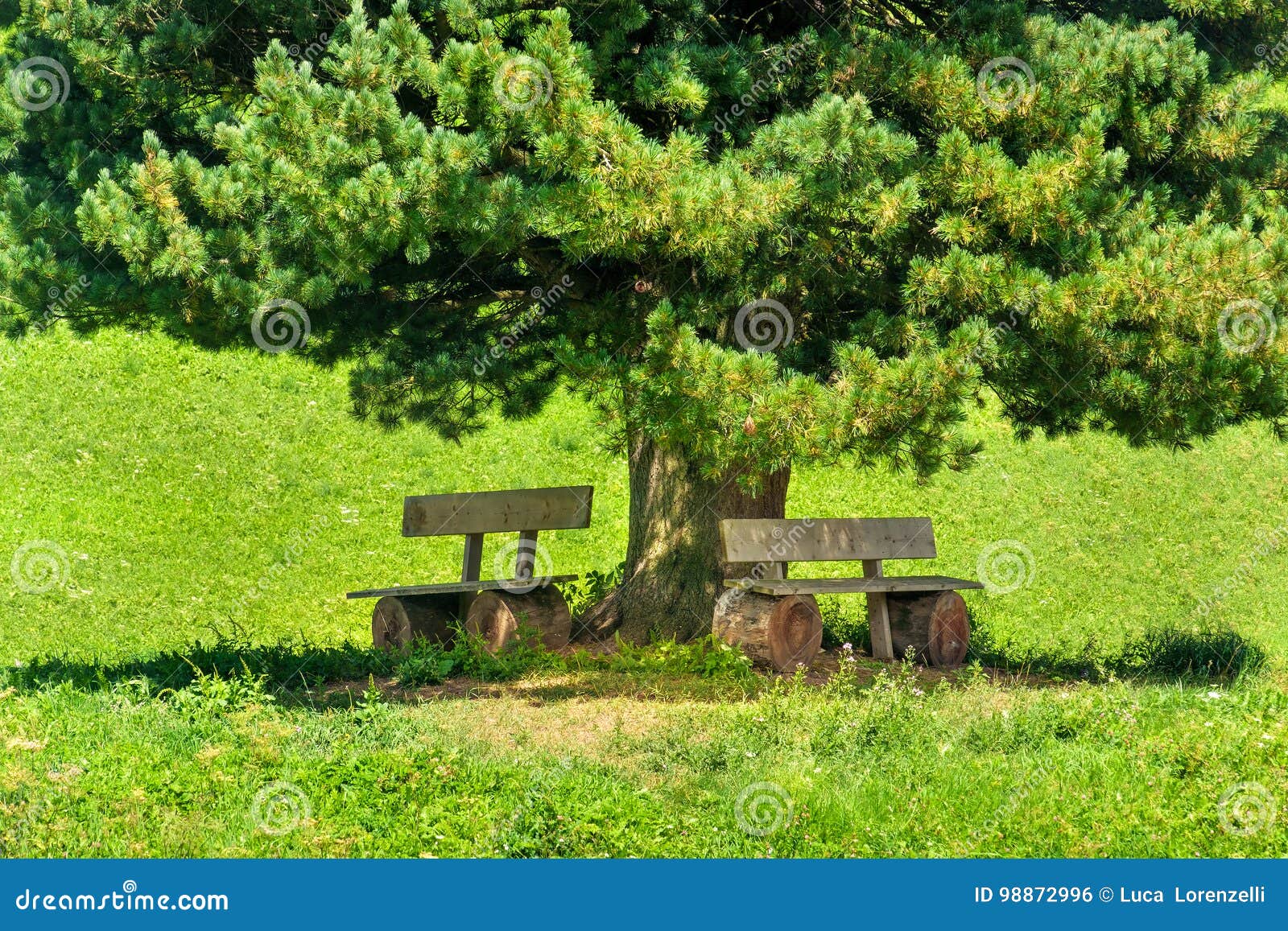 Bench Under Tree Shadow Below Big Pine Tree Stock Photo - Image of seat ...