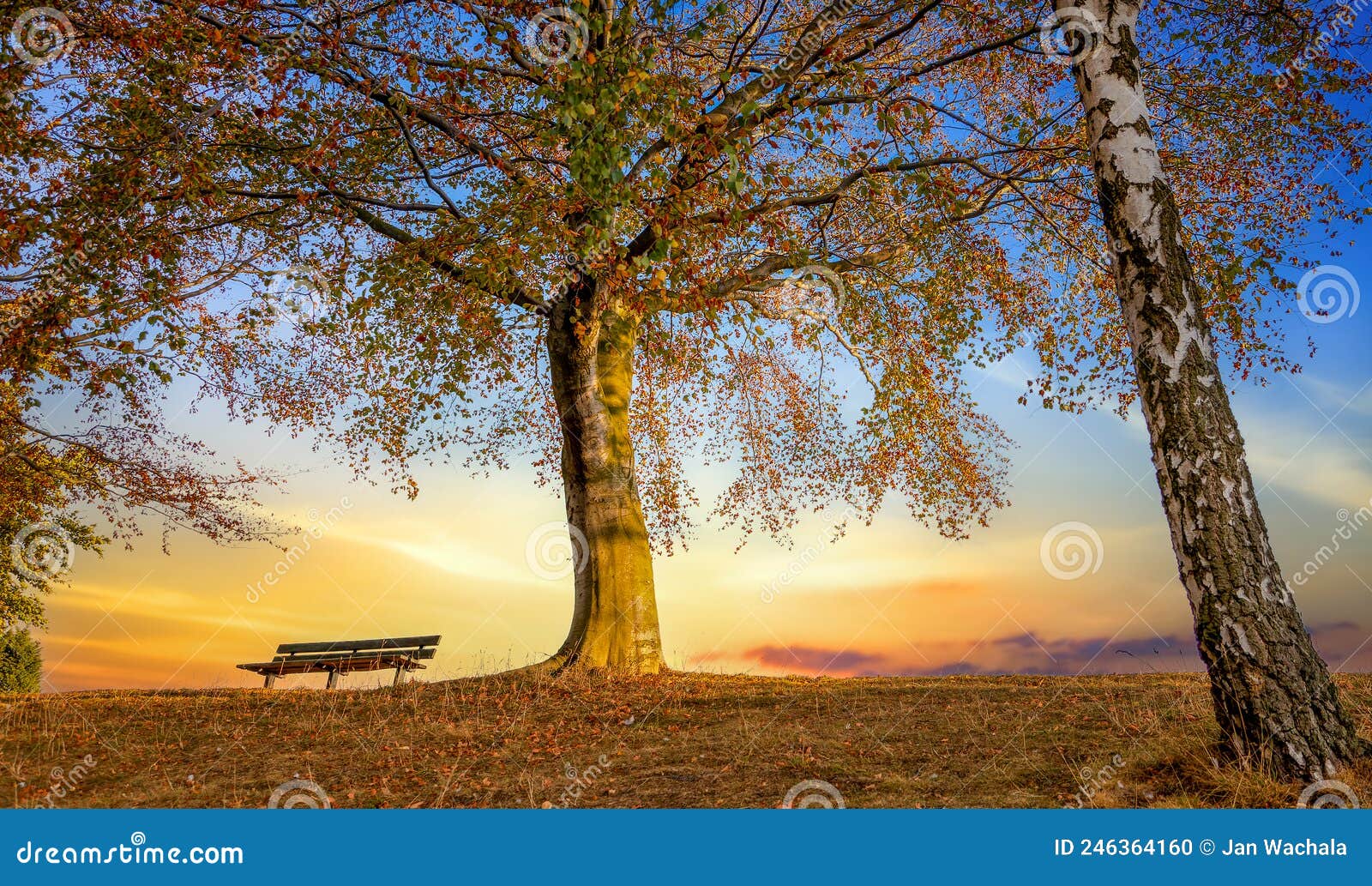Bench Under a Tree at Sunset Stock Photo - Image of sunset, summer ...