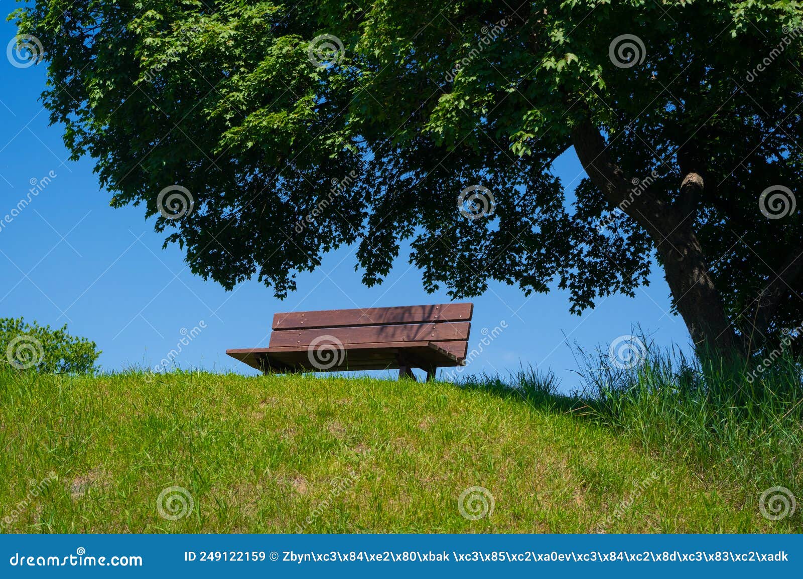 Bench under the trees. stock image. Image of wooden - 249122159