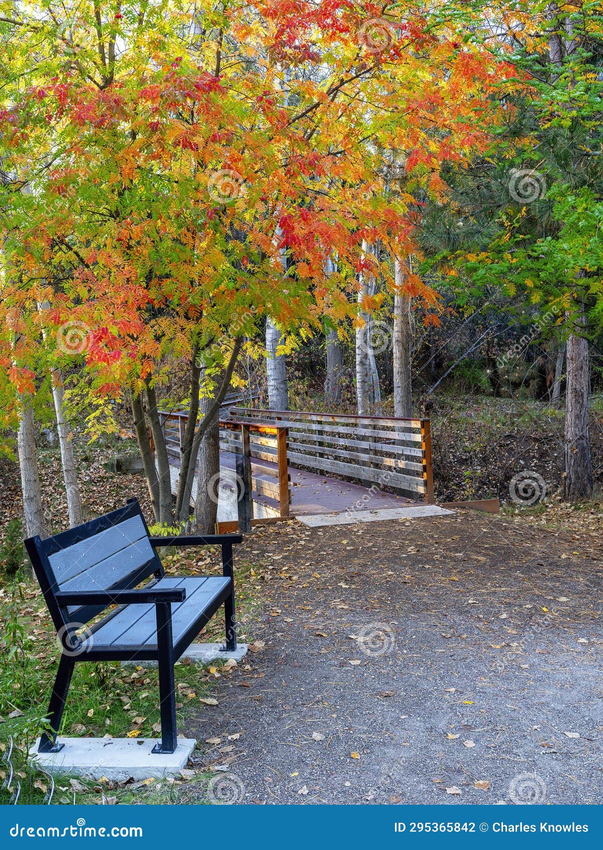 Bench And Walkway In The Garden Stock Photography | CartoonDealer.com ...