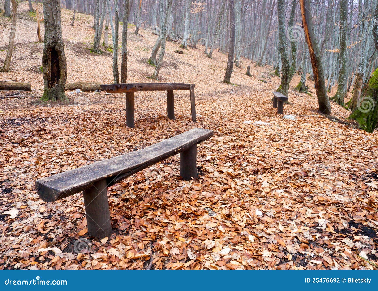 Bench in wood stock photo. Image of park, autumn, bench - 25476692