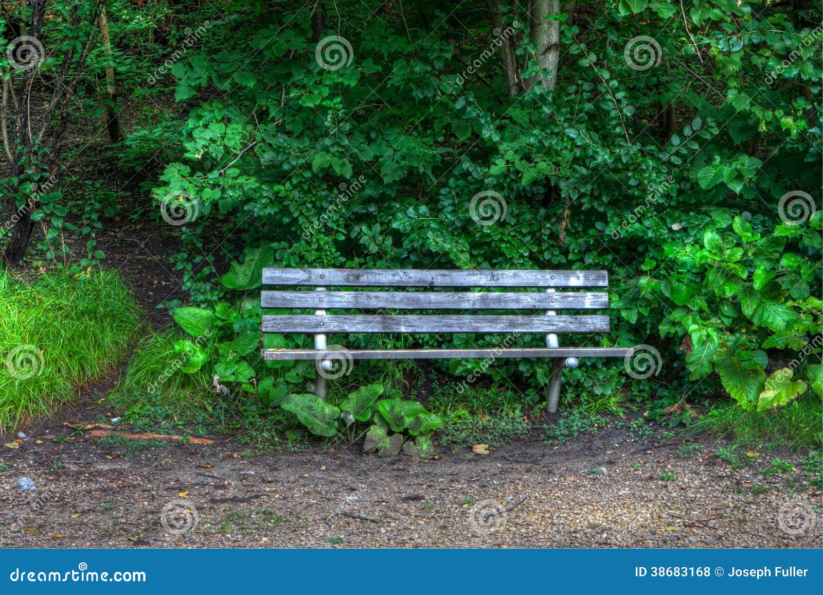 Bench in the woods stock photo. Image of beautiful, graffiti - 38683168
