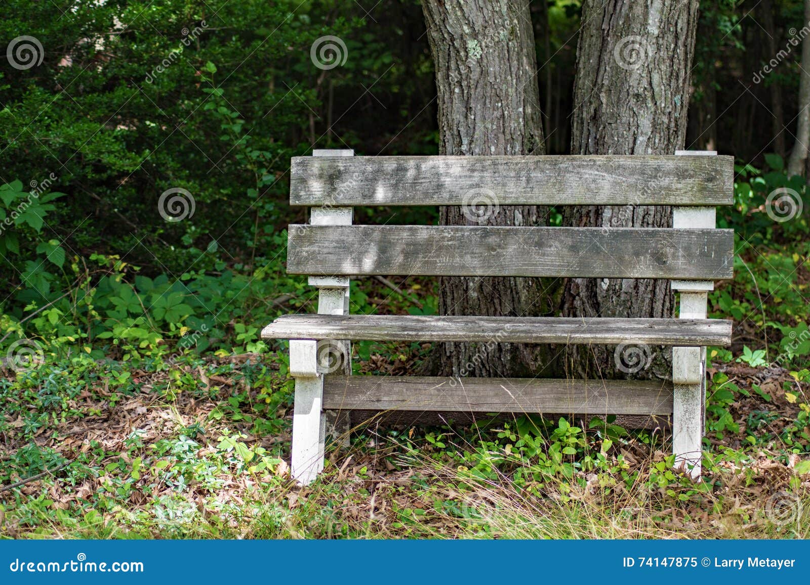 Bench in the Woods stock image. Image of landscape, leaf - 74147875