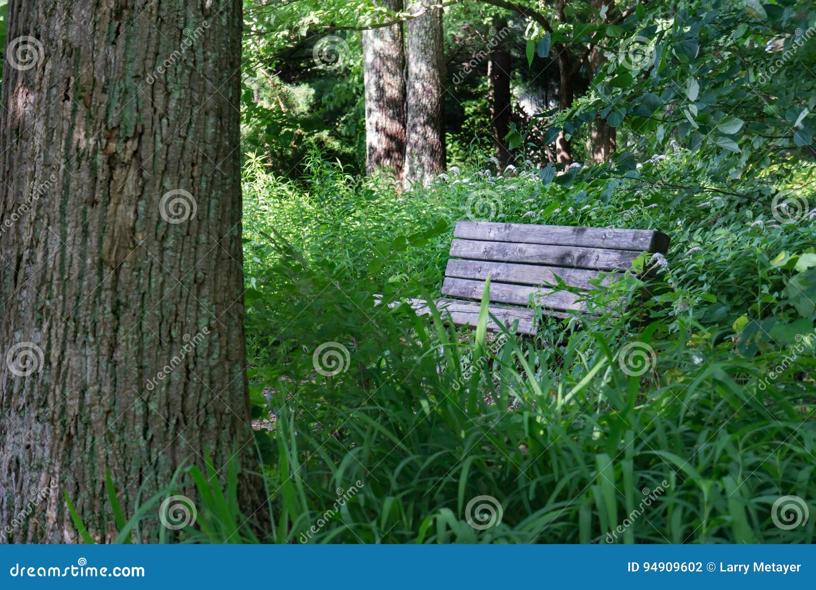 Bench in the Woods stock photo. Image of meditating, meditation - 94909602
