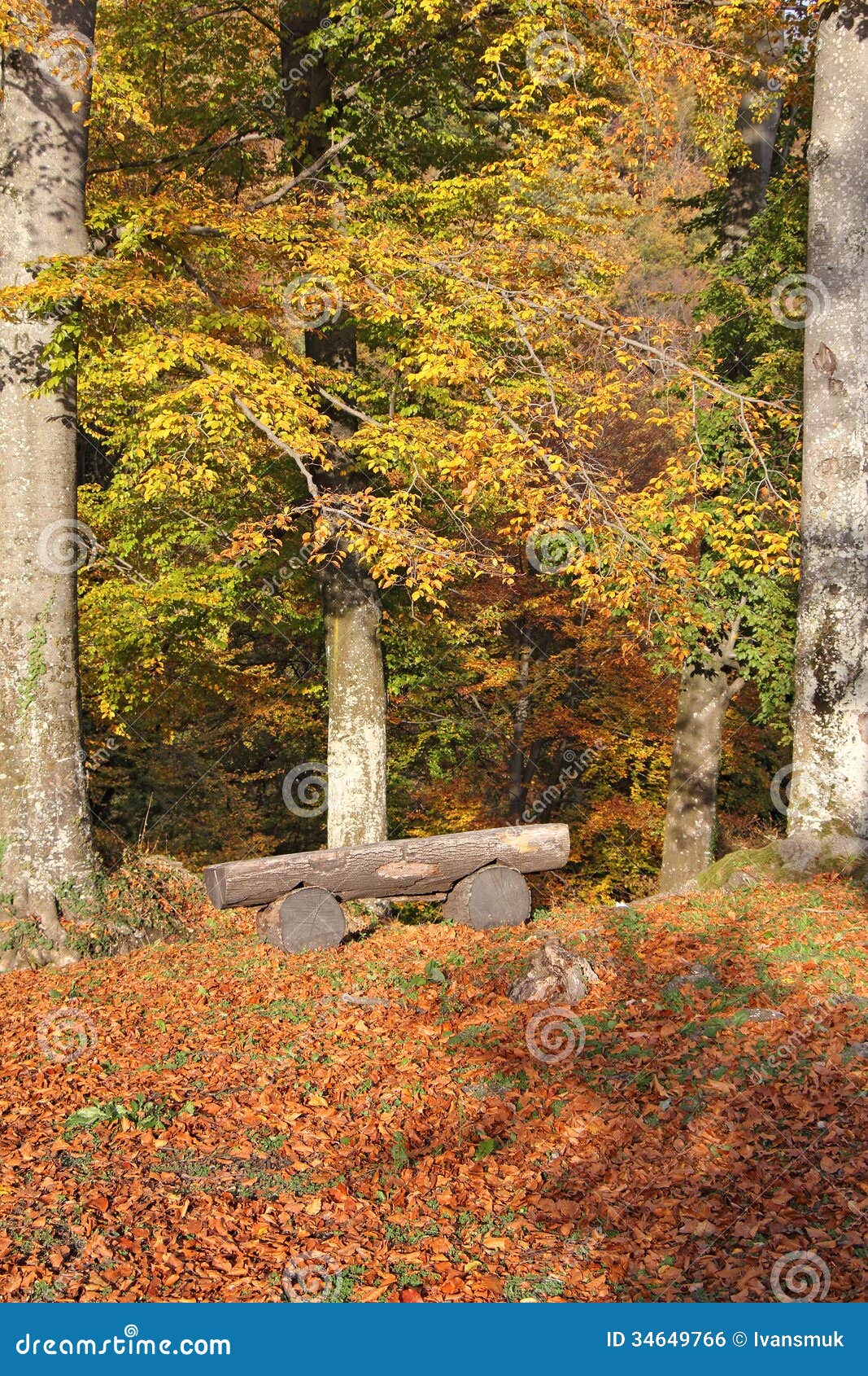 Bench in the woods stock photo. Image of outdoor, tree - 34649766