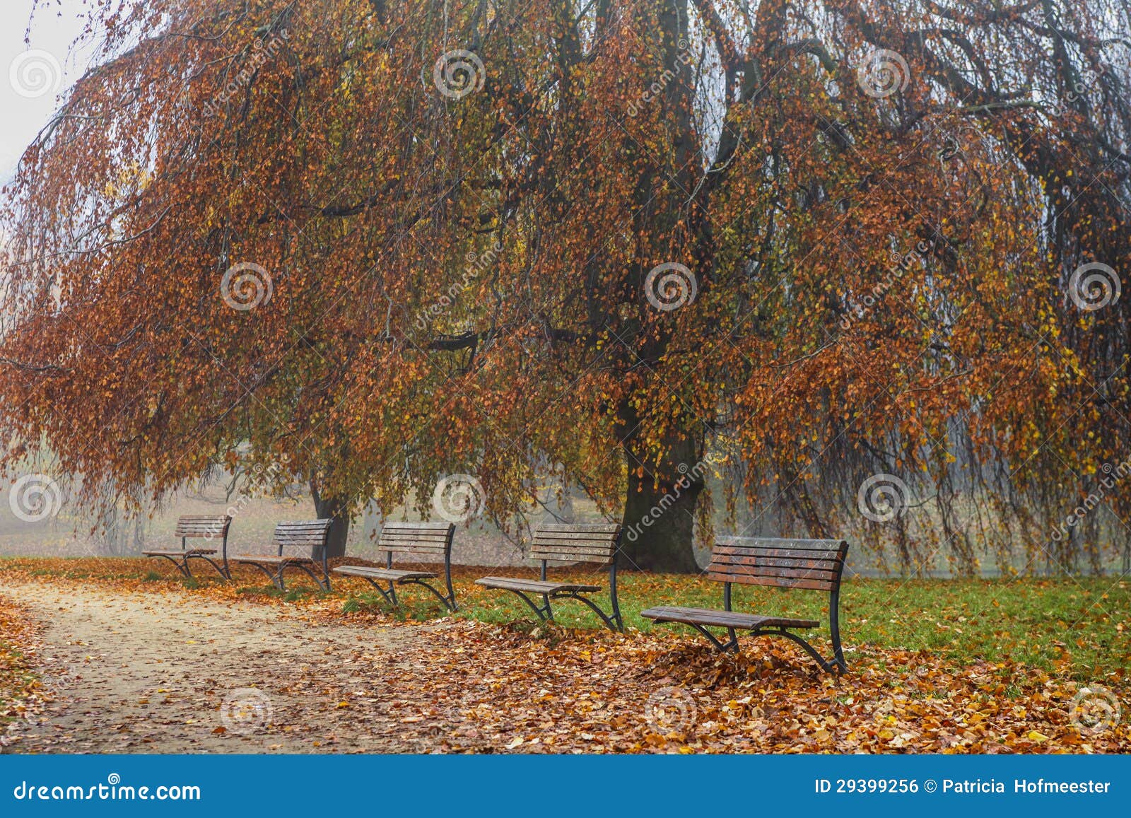 Benches in autumn park stock photo. Image of nature, beech - 29399256