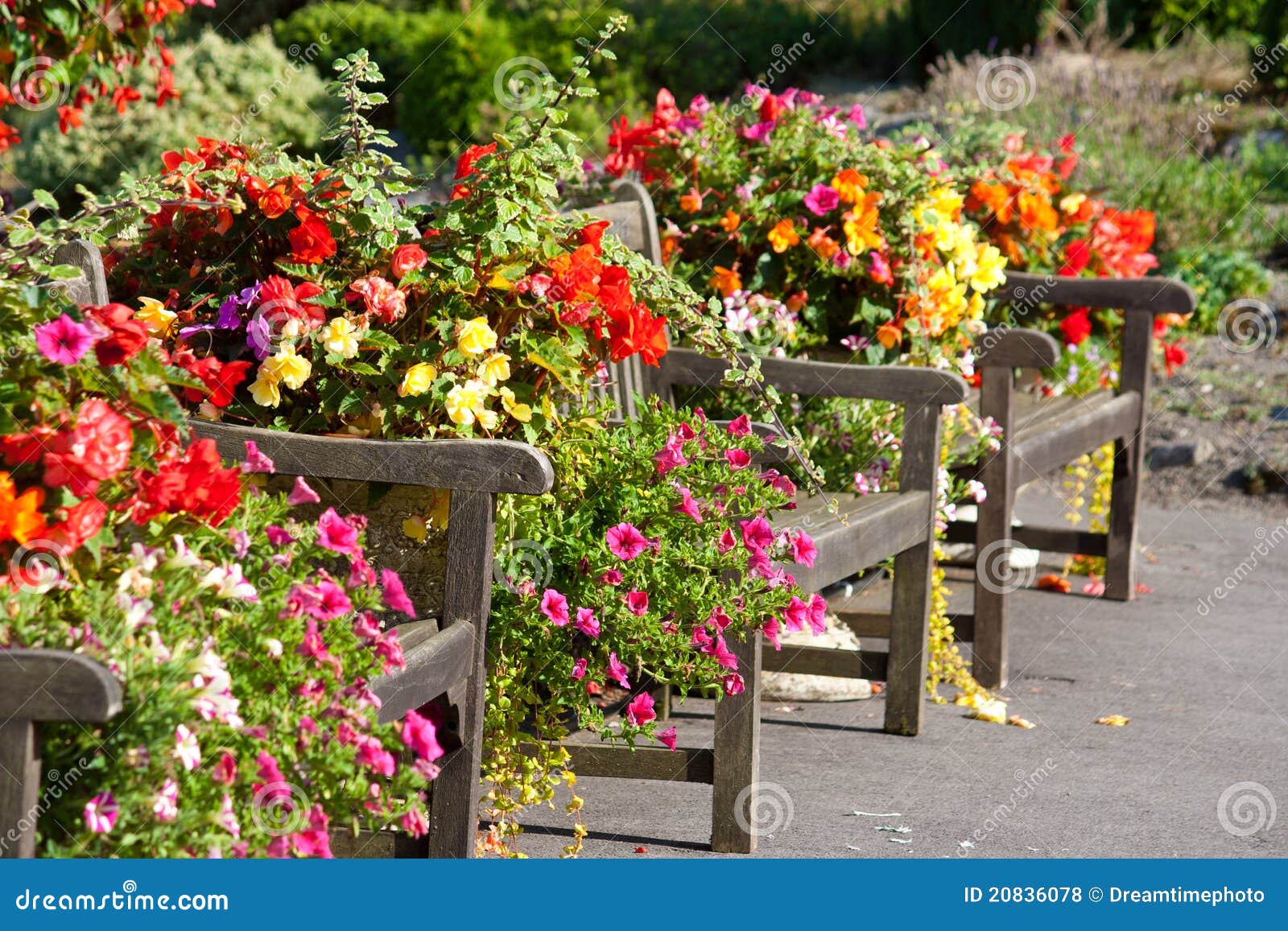 Benches and flowers stock photo. Image of sweet, closeup - 20836078