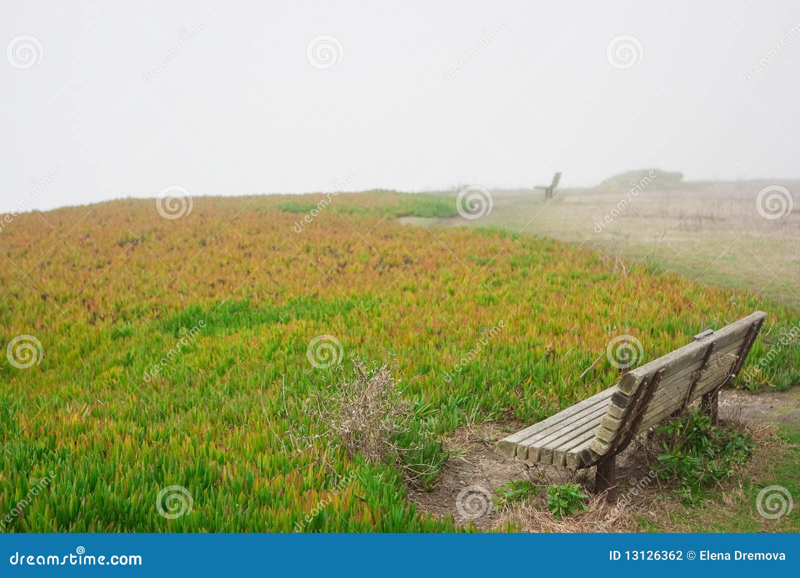 Benches on grass stock photo. Image of wood, green, summer - 13126362