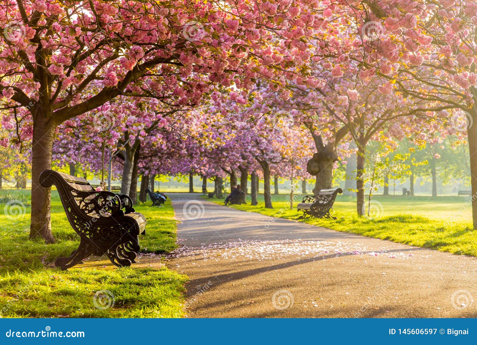 Benches on a Path with Green Grass and Cherry Blossom or Sakura Flower ...