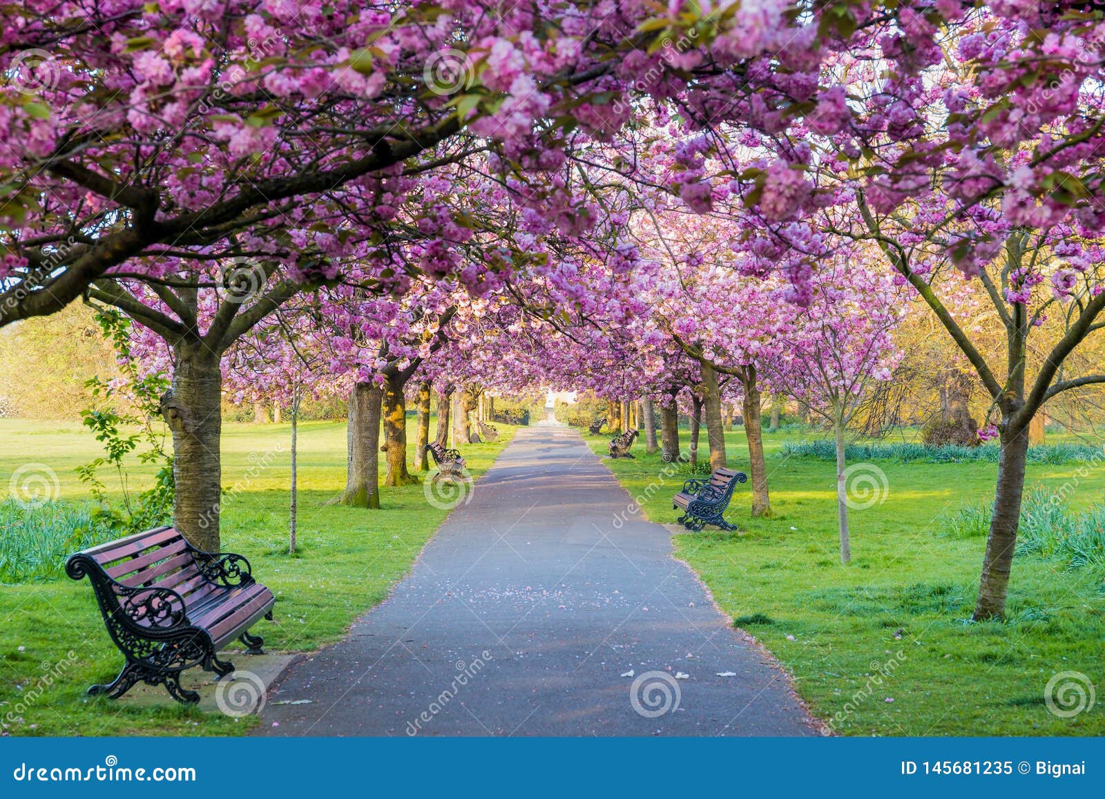 Benches on a Path with Green Grass and Cherry Blossom or Sakura Flower ...