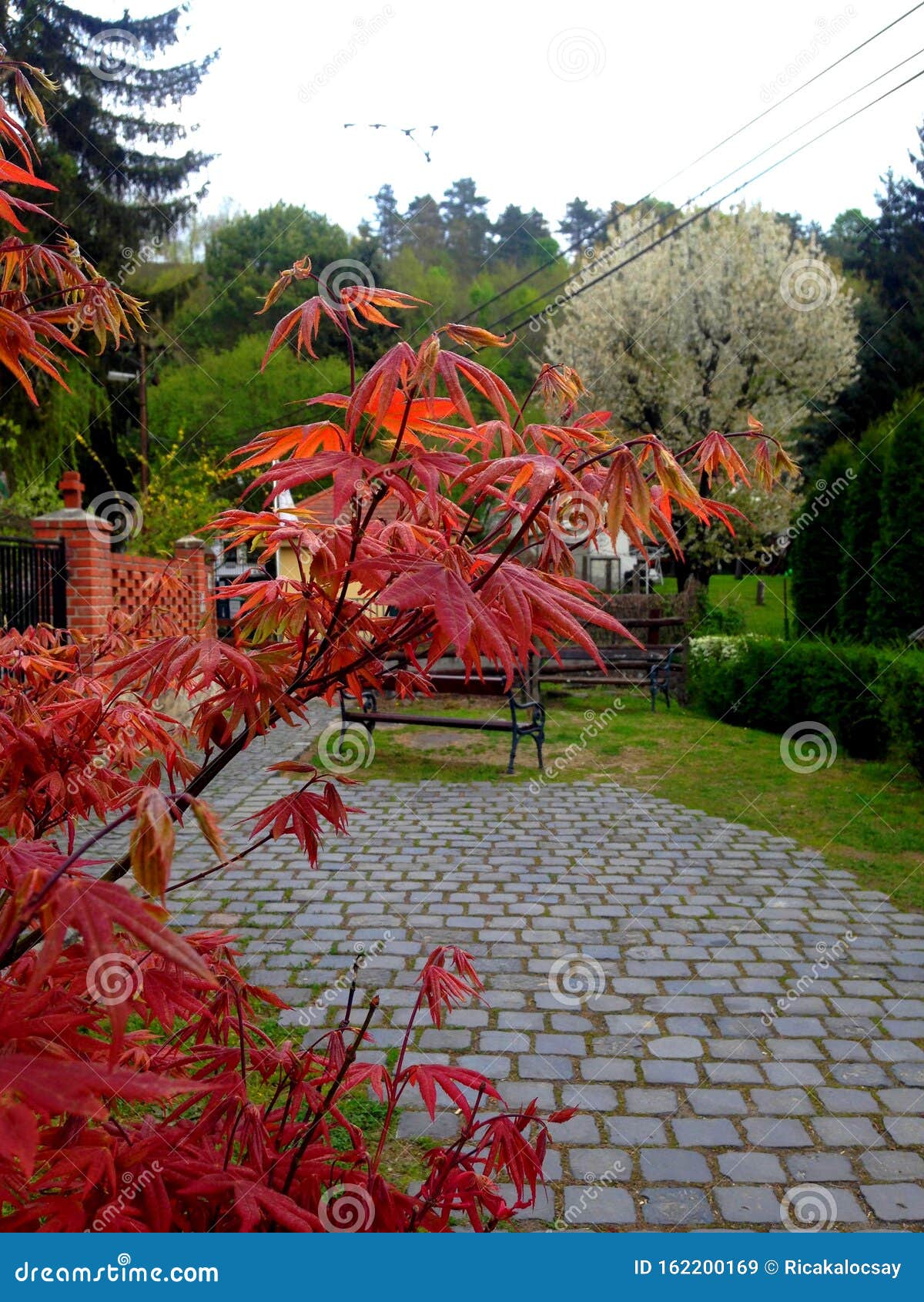 Benches behind the tree stock image. Image of outside - 162200169