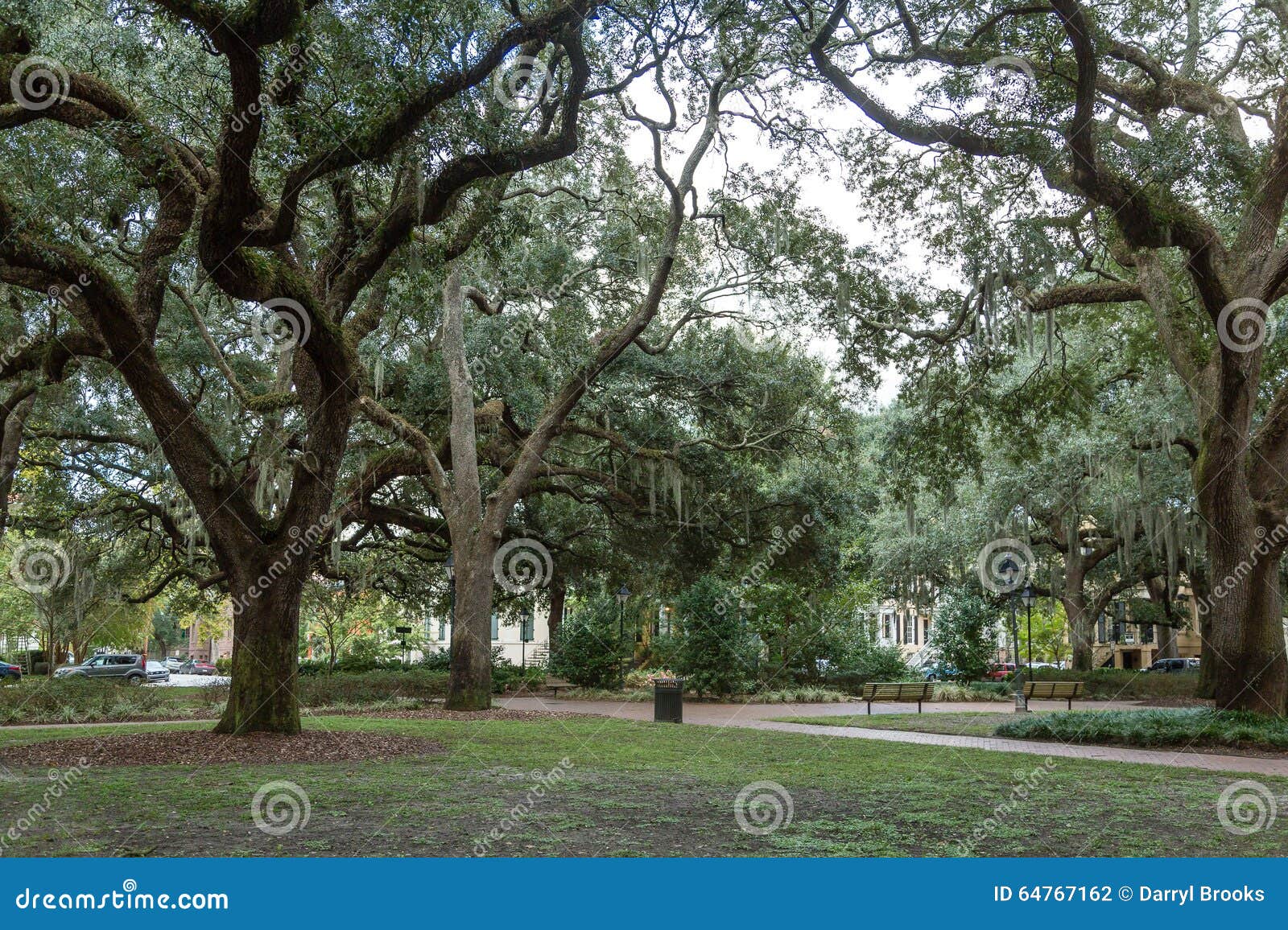 Benches Under Old Oak Trees Stock Photo - Image of nature, oaks: 64767162
