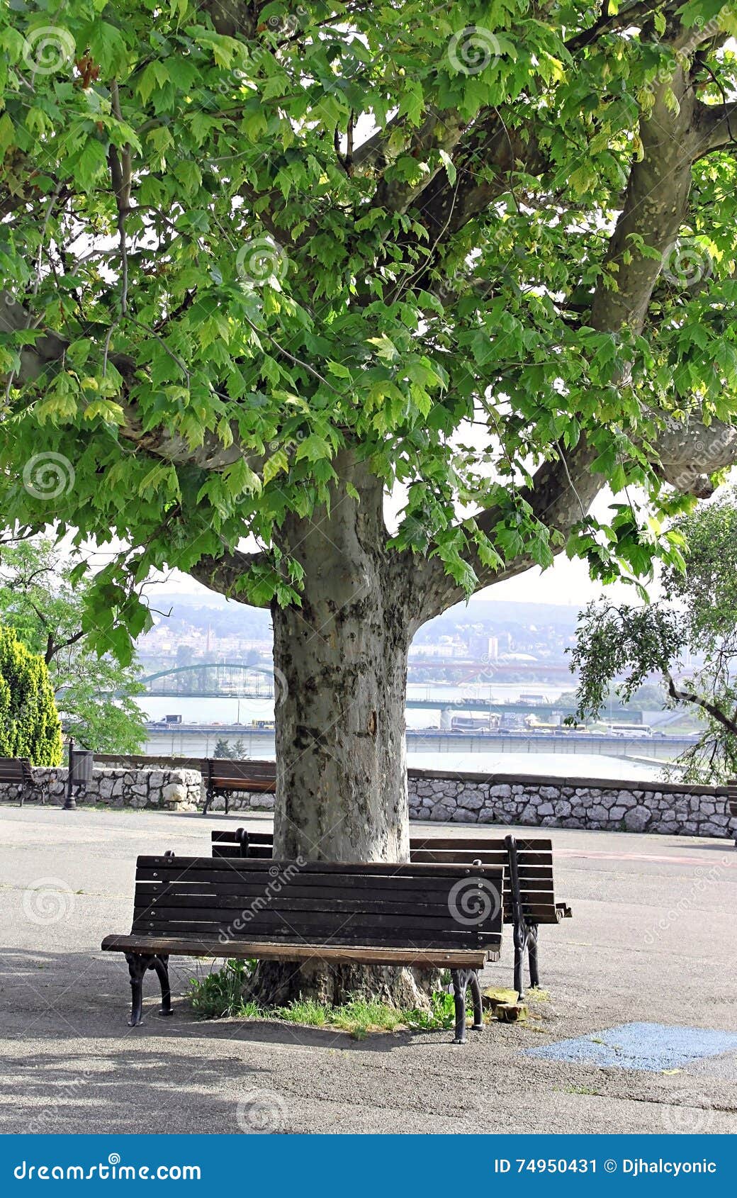Benches under tree stock image. Image of peaceful, tree - 74950431