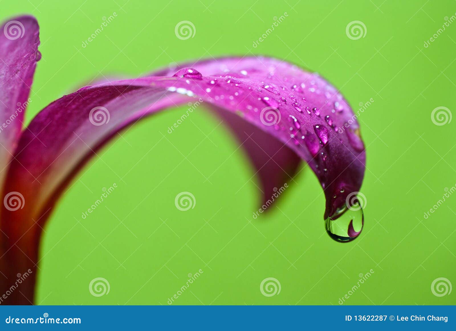 Bend Over stock image. Image of macro, bend, purple, green - 13622287