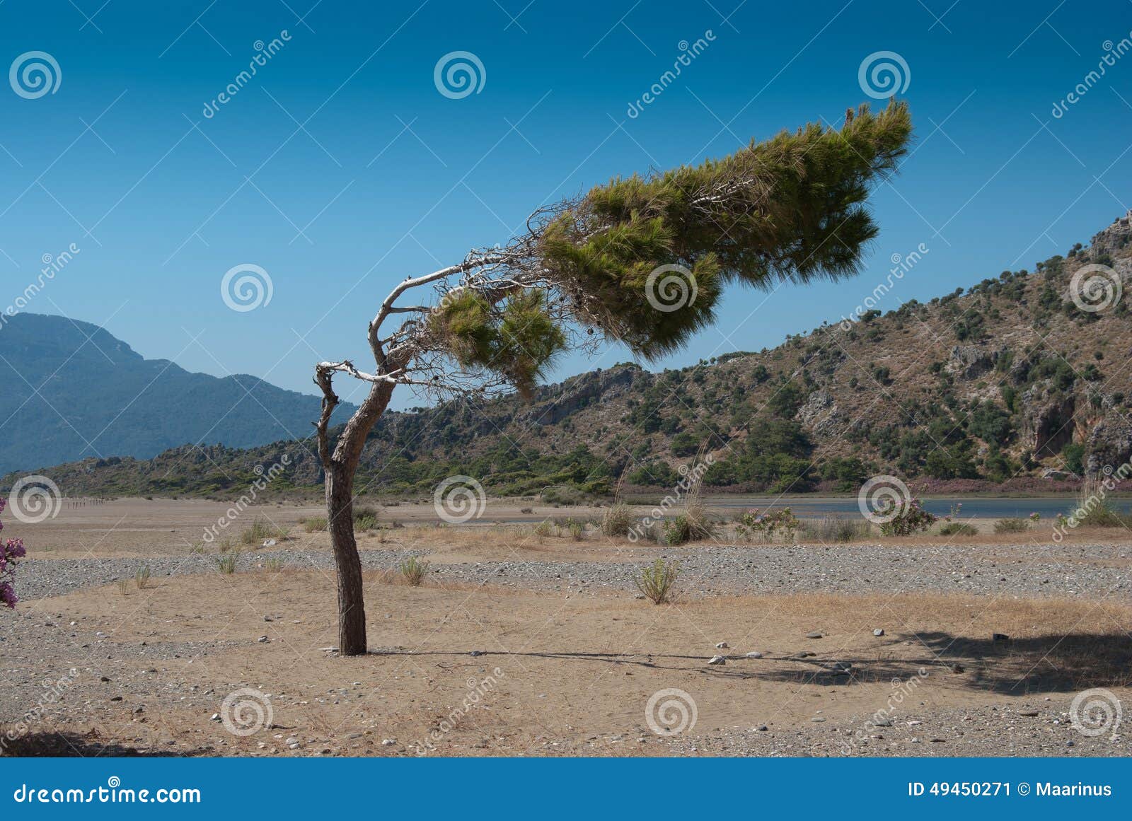 Bend tree stock image. Image of peaceful, rock, landscape - 49450271
