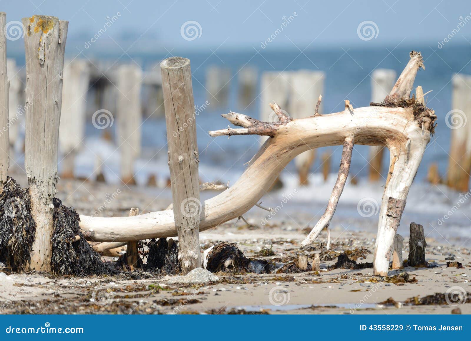 Bended branch at beach stock image. Image of waves, vacation - 43558229