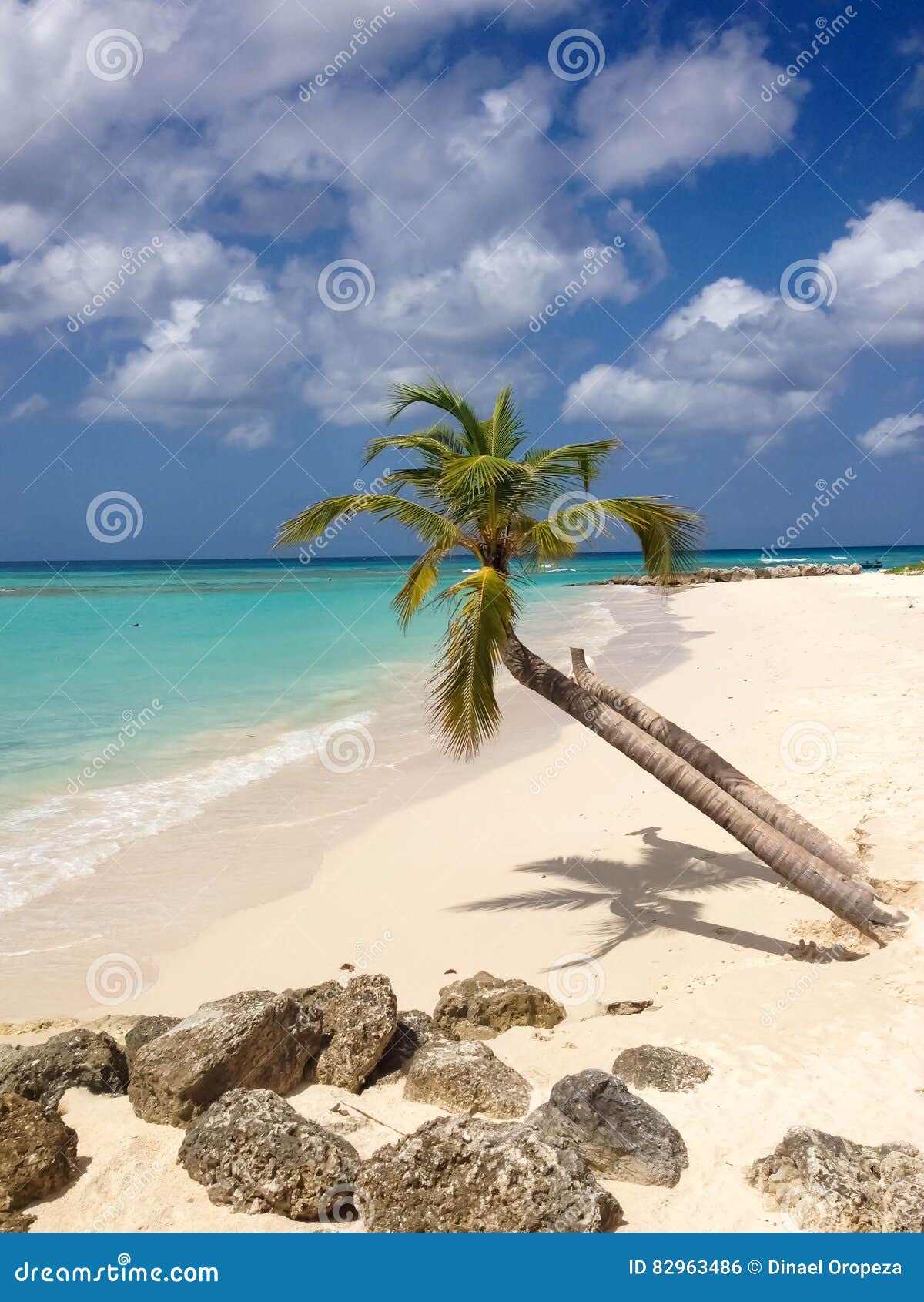 Bended Leaf White Stock Photos - Free & Royalty-Free Stock Photos from ...