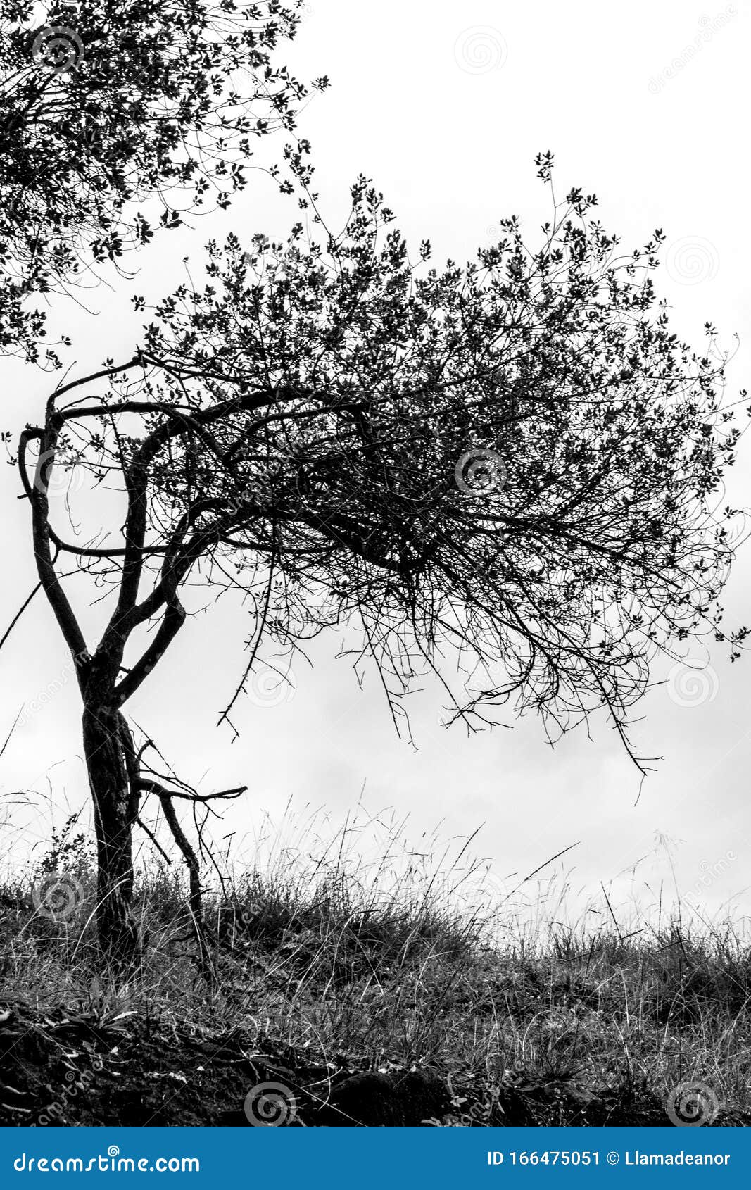 The bended small tree stock image. Image of resilience - 166475051