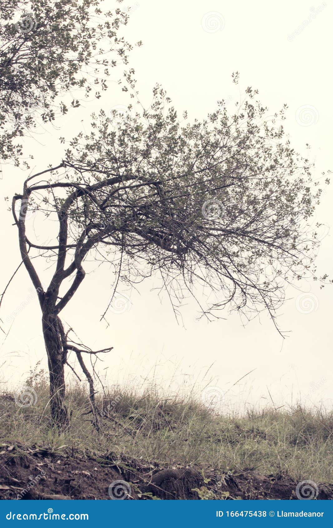 The bended small tree stock photo. Image of resistance - 166475438