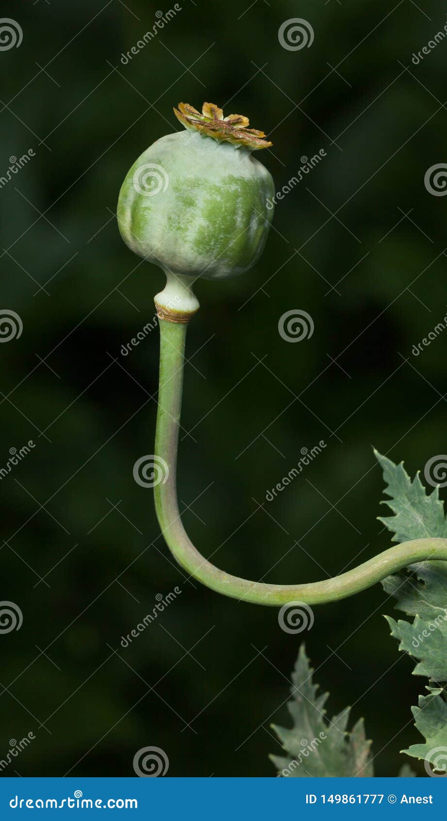 Bended stalk of ripe poppy stock image. Image of season - 149861777