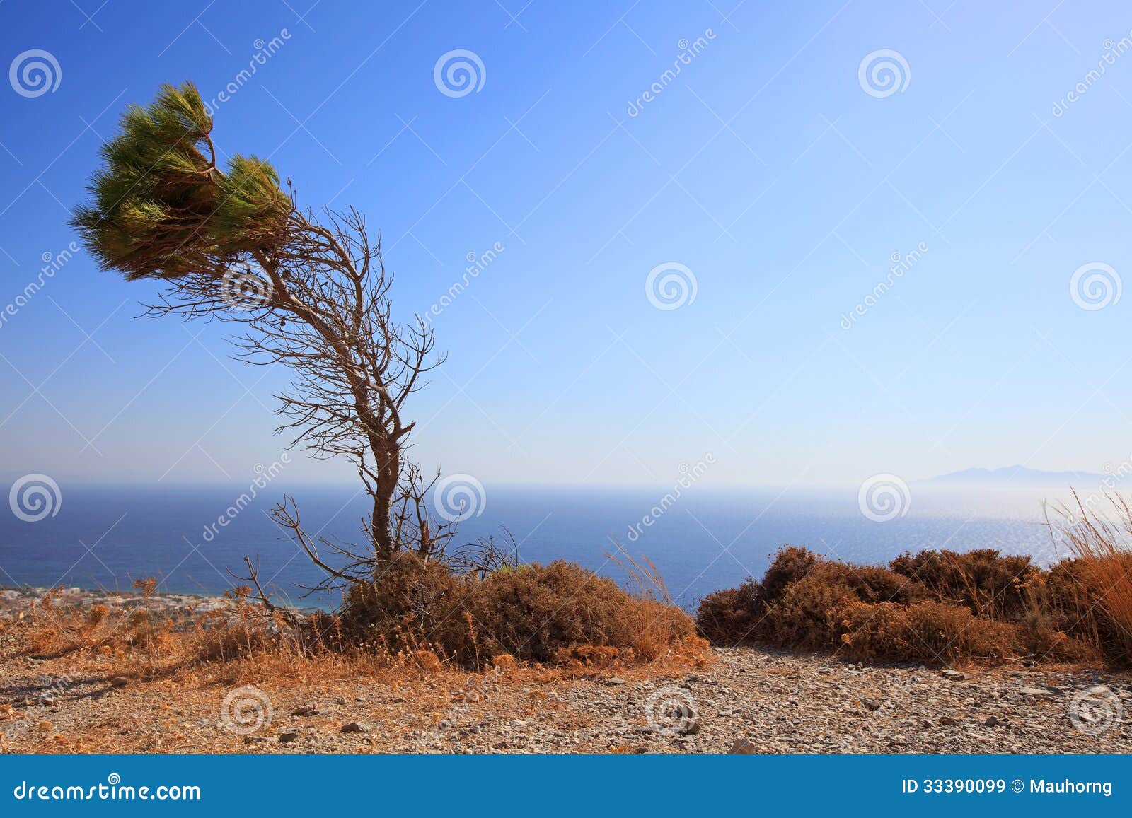 Bended Tree at Ancient Thira Stock Image - Image of island, tree: 33390099