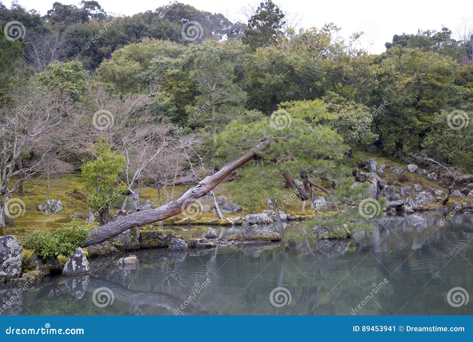 Bended tree stock image. Image of plant, botanical, flower - 89453941