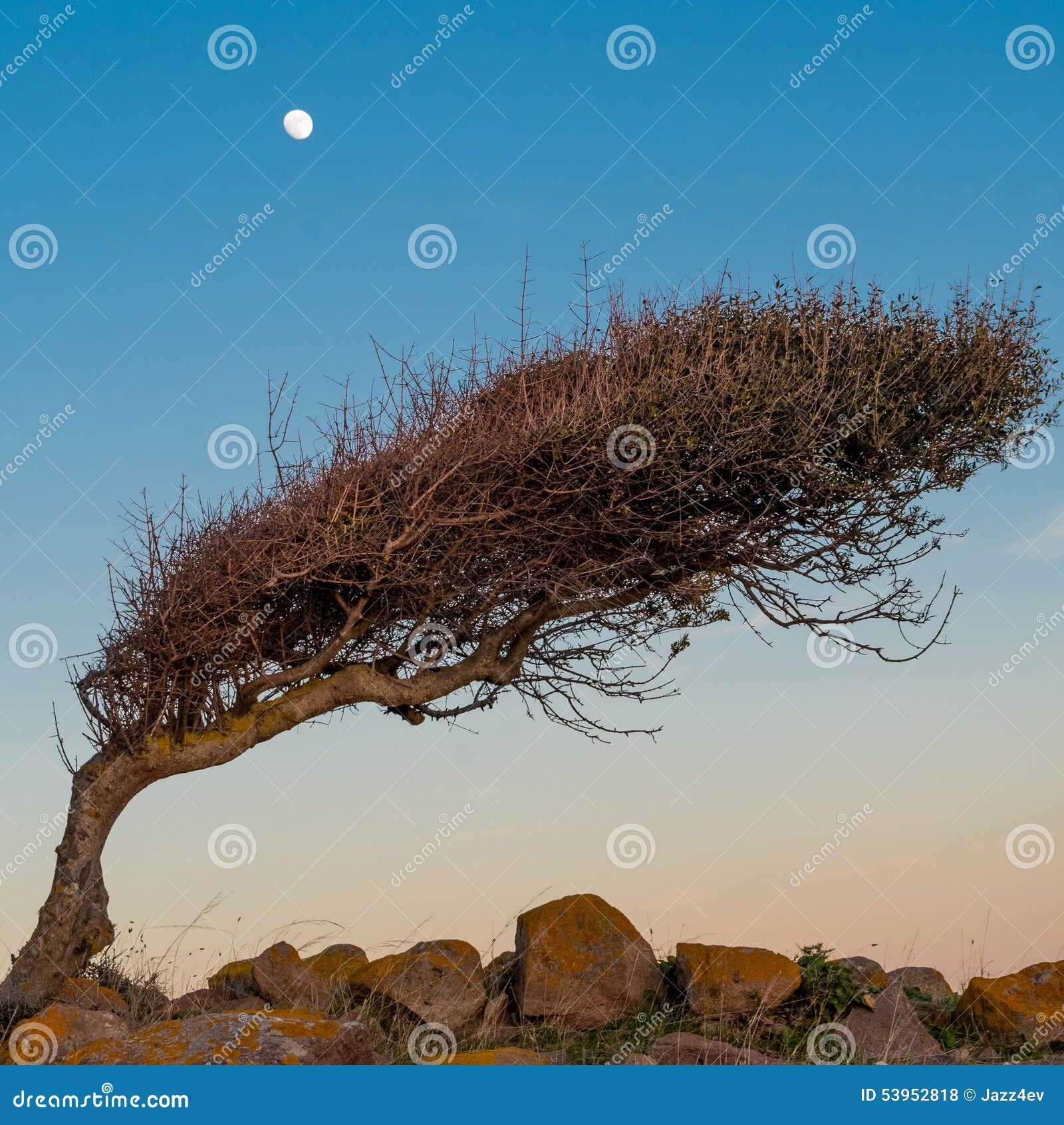 Bended Tree Moon a Stone Wall Stock Photo - Image of moon, bended: 53952818