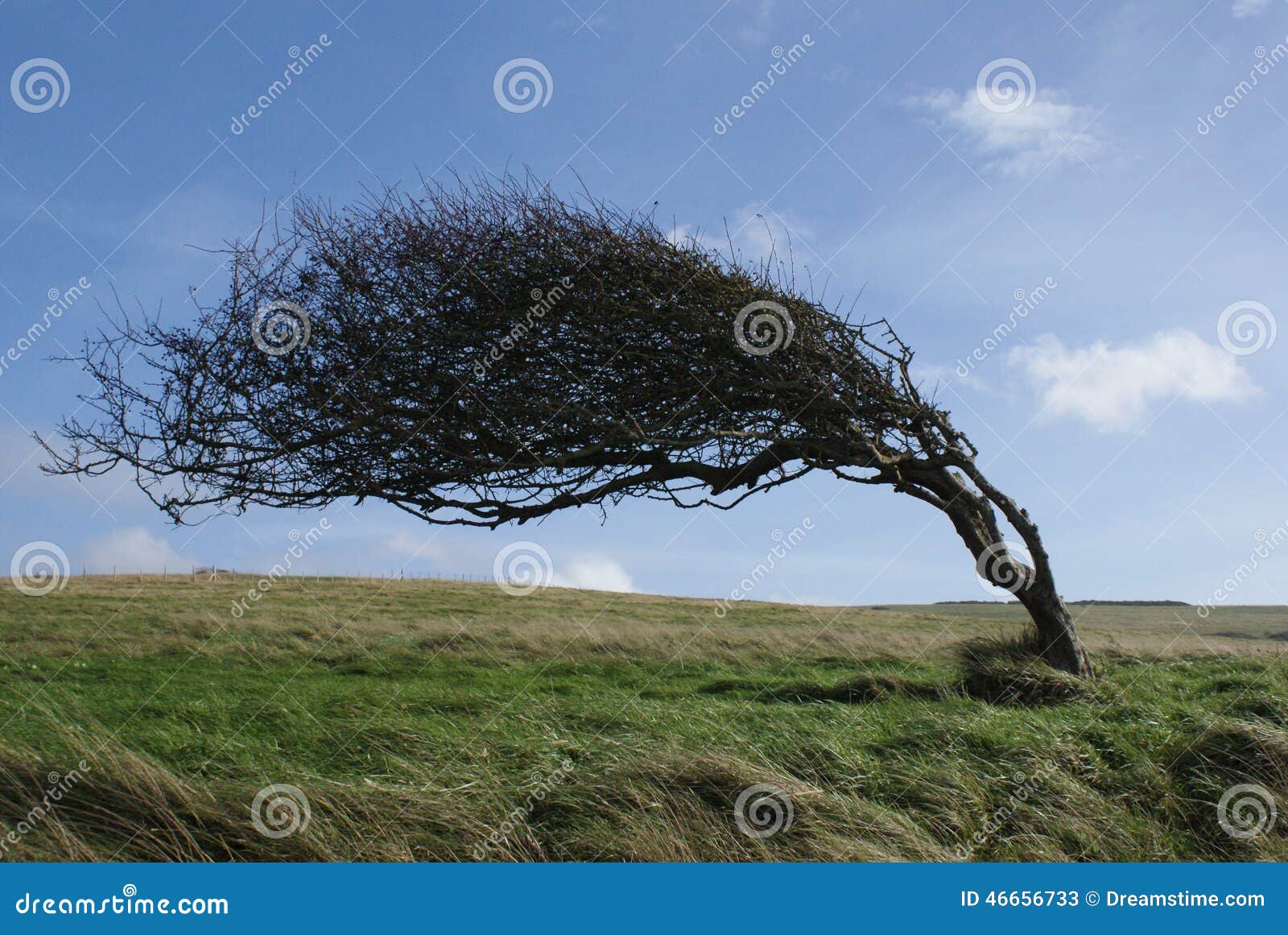 Bended tree stock image. Image of wind, landscape, park - 46656733