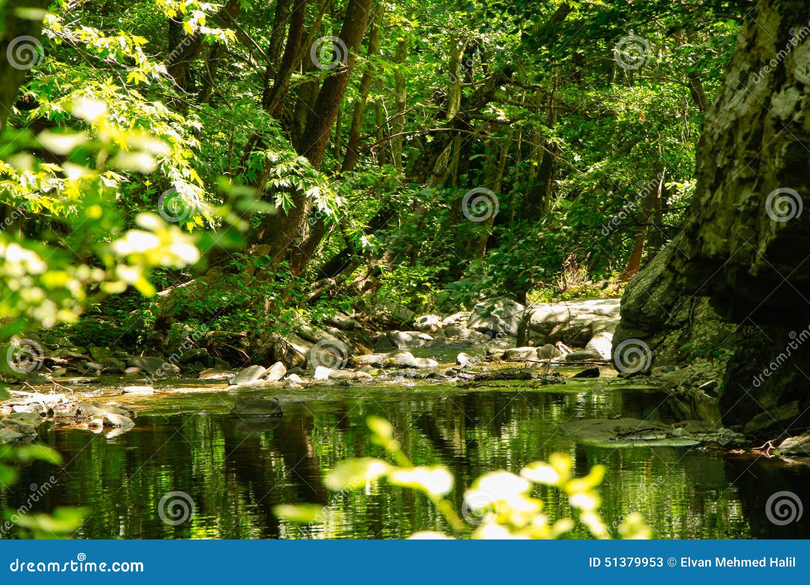 Bended Trees Above Mountain River Stock Image - Image of natural, bank ...