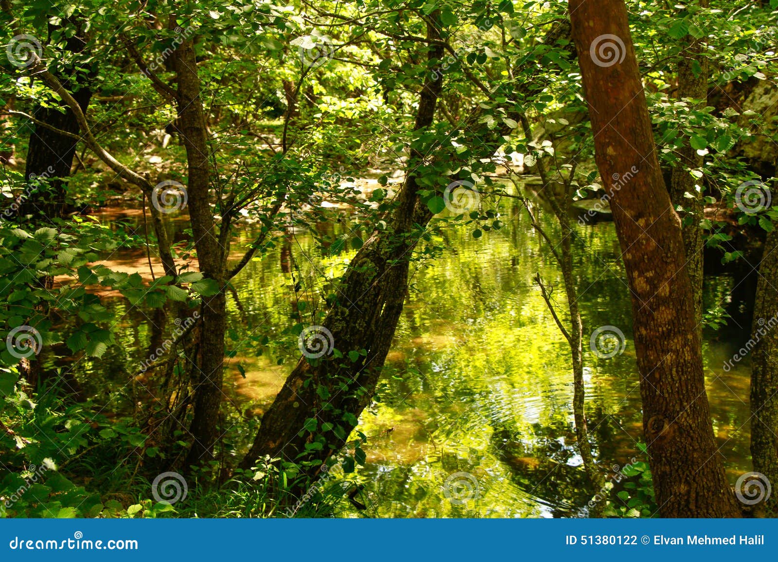 Bended Trees Above Mountain River Stock Photo - Image of leaf, lake ...
