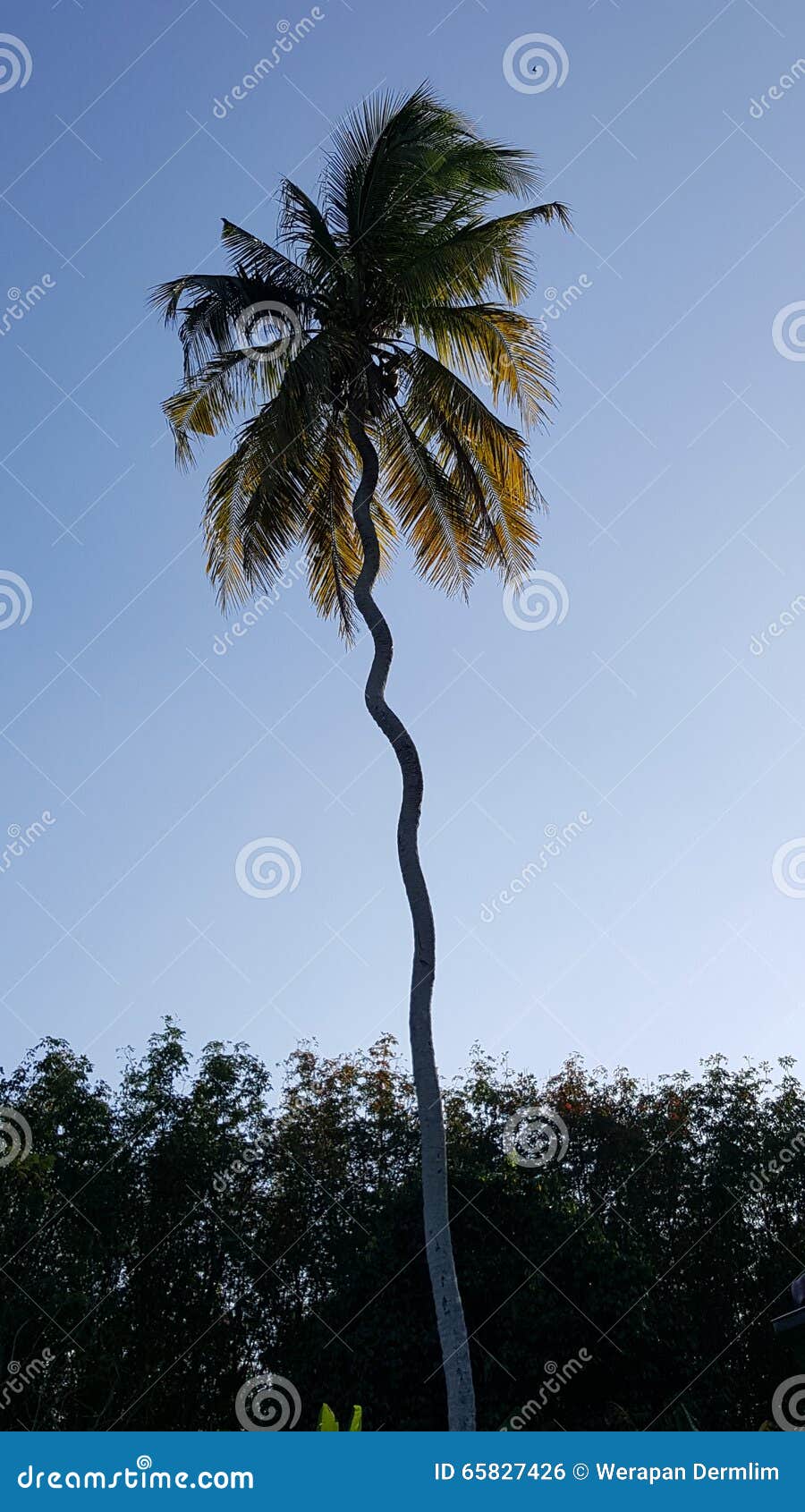 Bending coconut tree stock photo. Image of bending, tree - 65827426