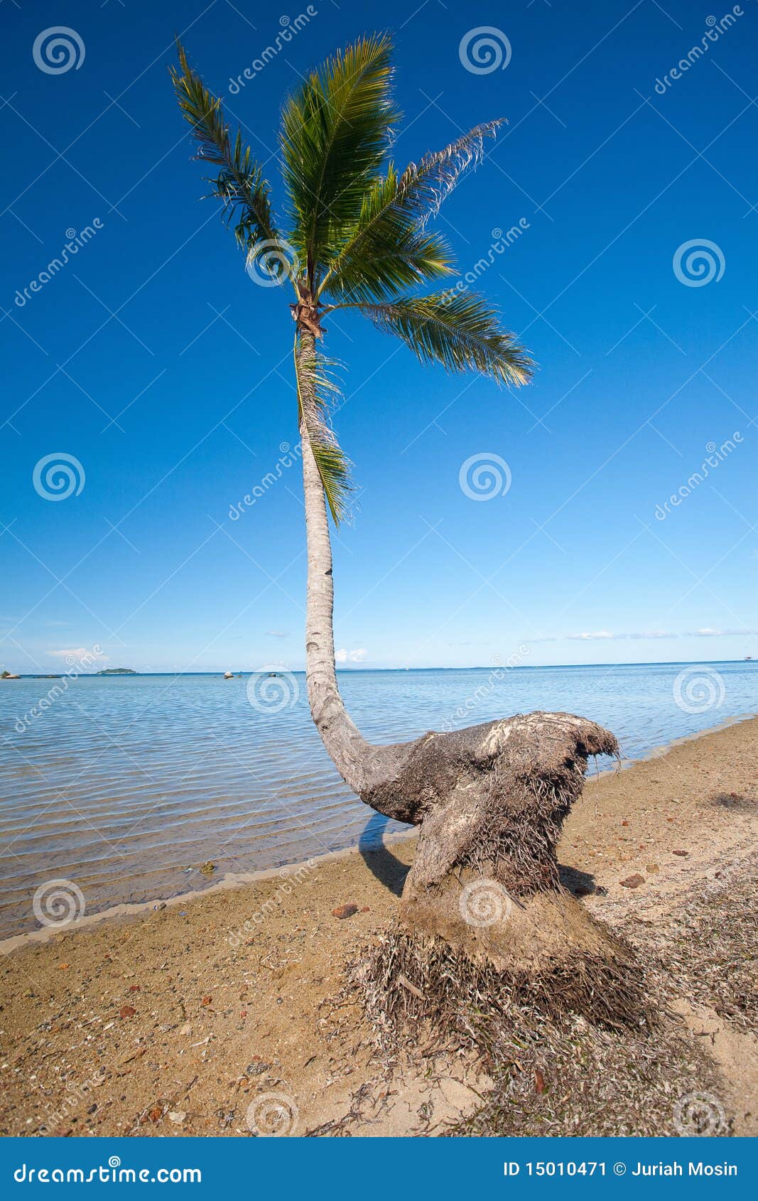 Bending Coconut Tree by a Tropical Beach Stock Image - Image of calm ...