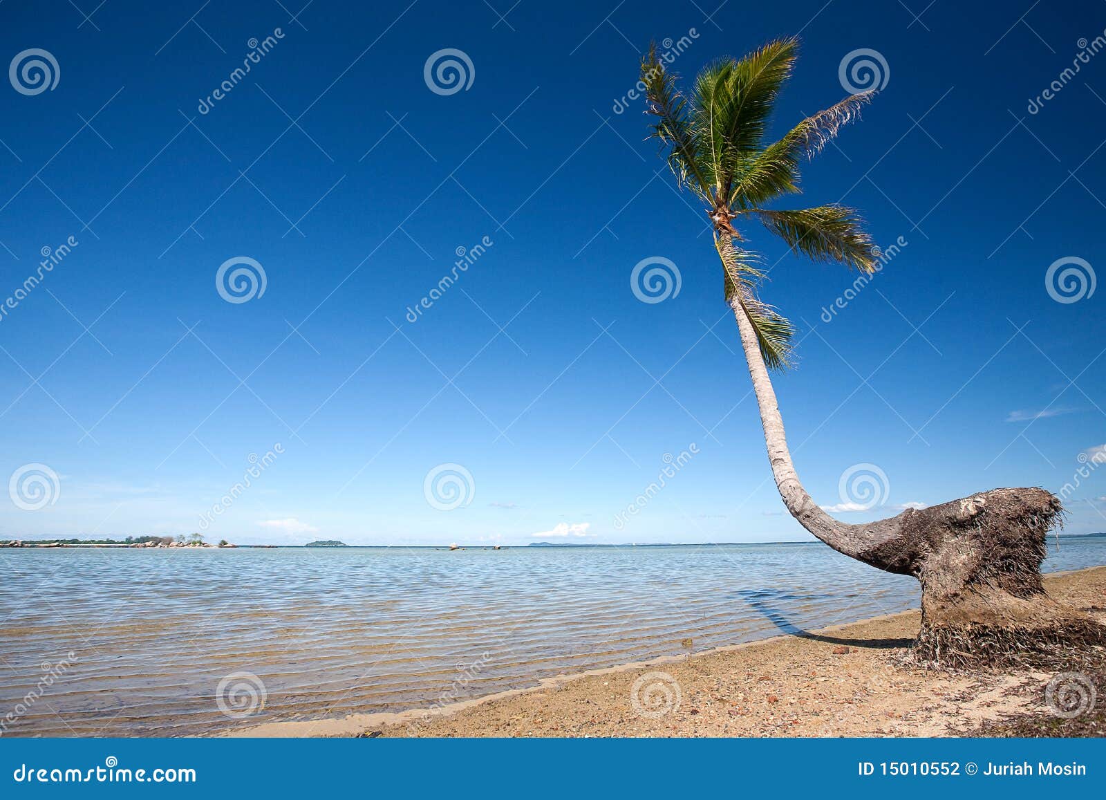 Bending Coconut Tree by a Tropical Beach Stock Photo - Image of scenic ...